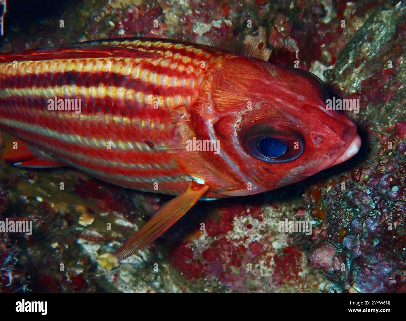 Red Squirrelfish (Sargocentron rubrum Stock Photo - Alamy