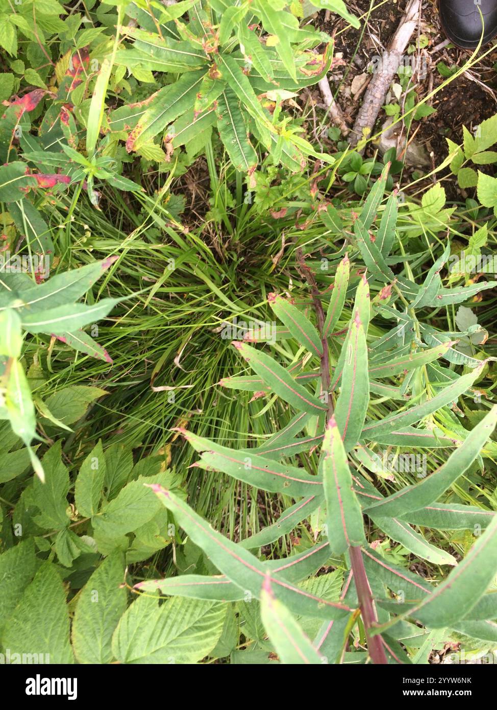 Carex sect. Paniceae (Paniceae Stock Photo - Alamy