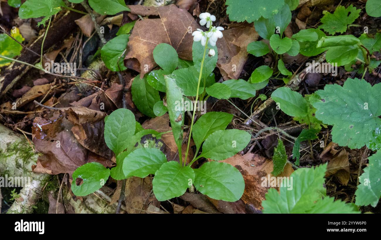 shinleaf (Pyrola elliptica Stock Photo - Alamy