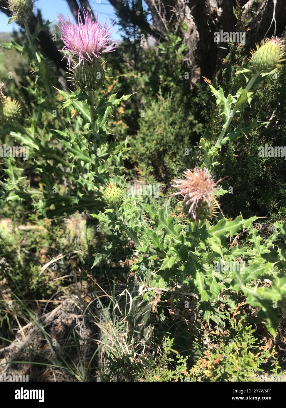 yellowspine thistle (Cirsium ochrocentrum Stock Photo - Alamy