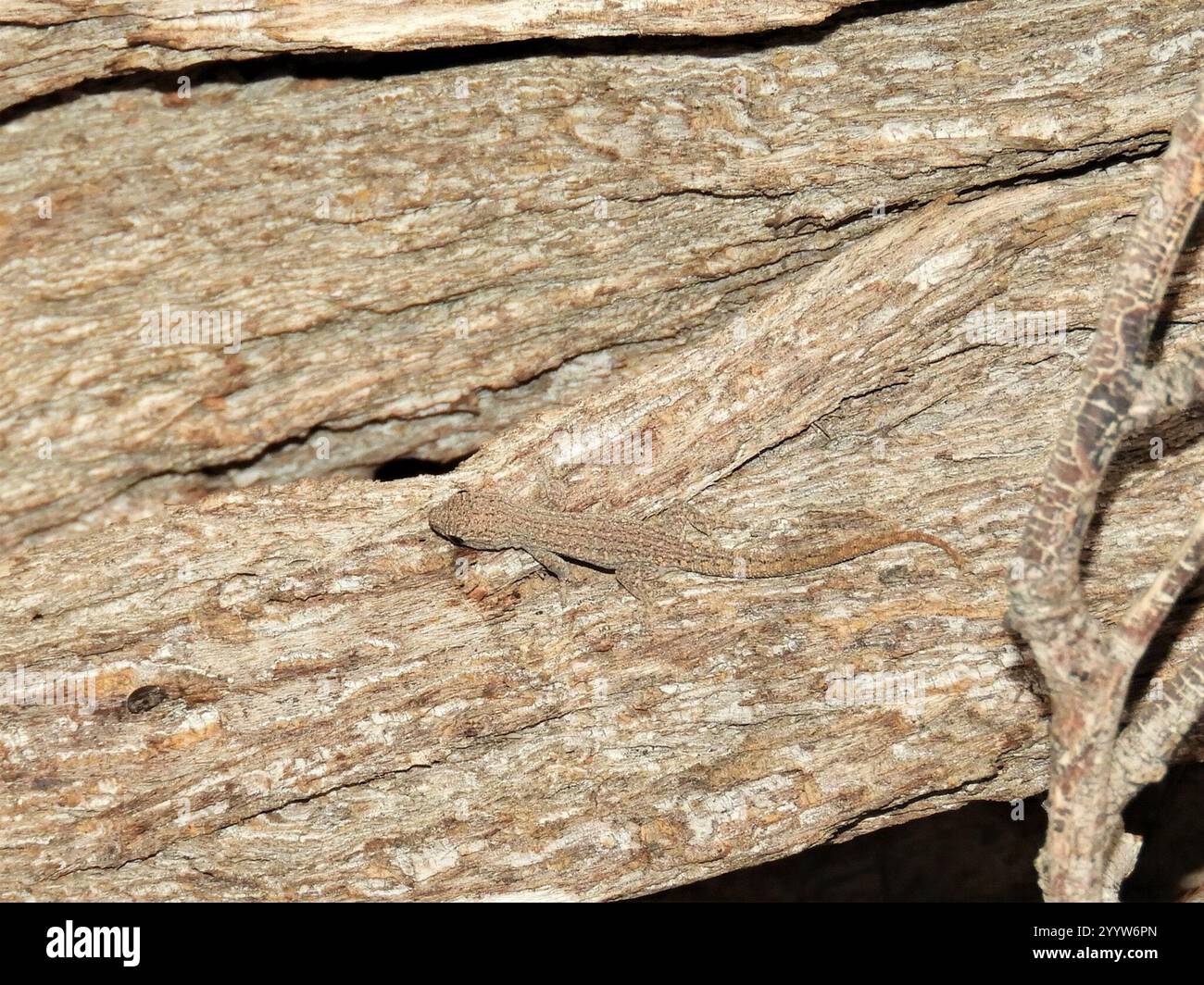 Bradfield's Dwarf Gecko (Lygodactylus bradfieldi Stock Photo - Alamy
