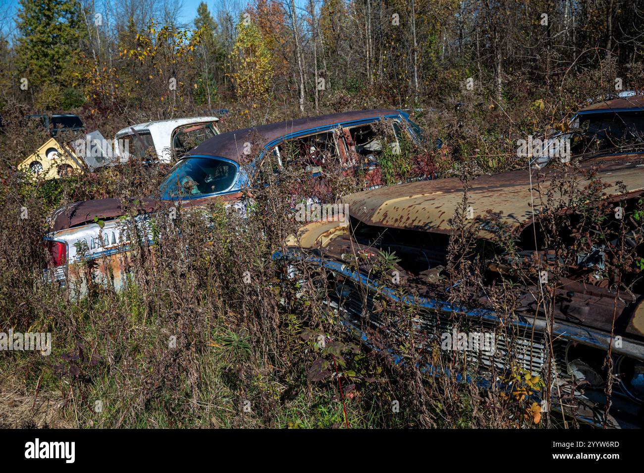 Overgrown vehicles hi-res stock photography and images - Alamy