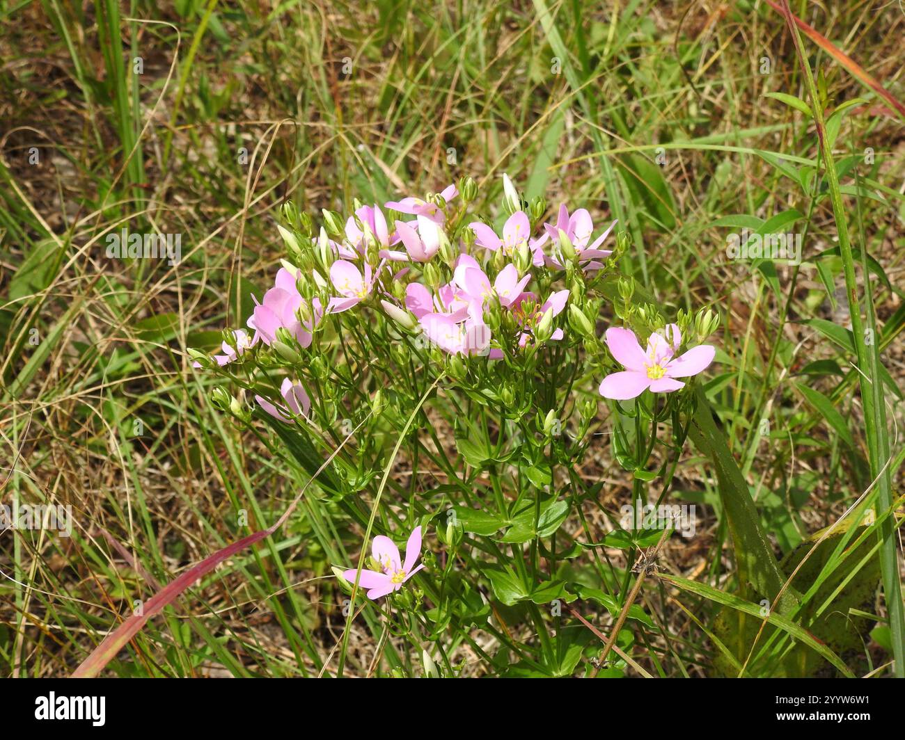 Rosepink (Sabatia angularis Stock Photo - Alamy
