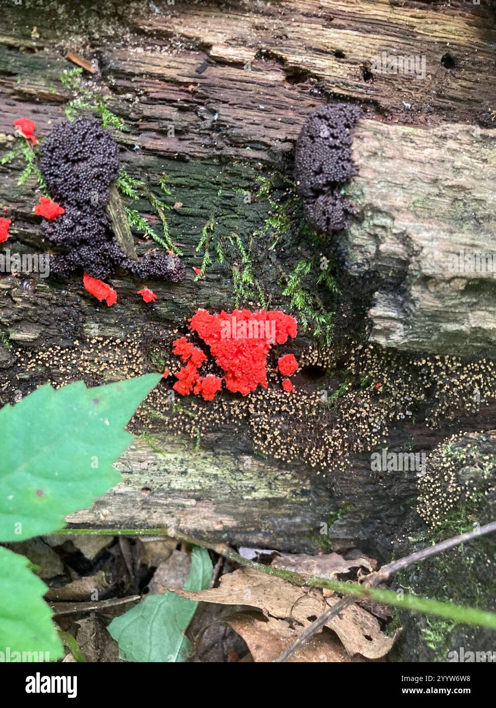 Red Raspberry Slime Mold (Tubifera ferruginosa Stock Photo - Alamy