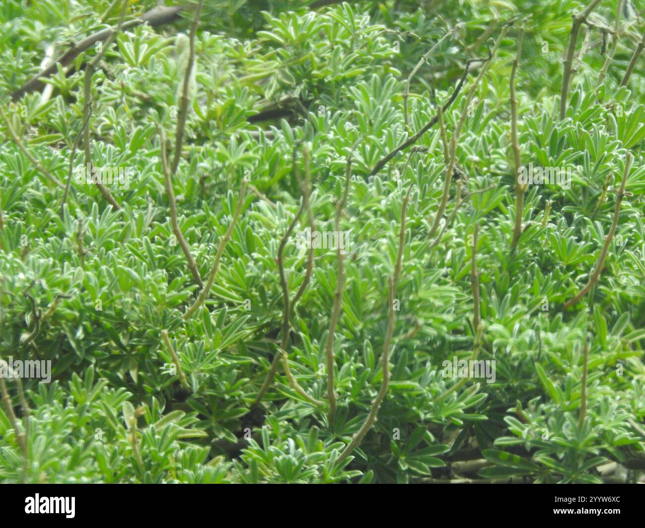 coastal bush lupine (Lupinus arboreus Stock Photo - Alamy
