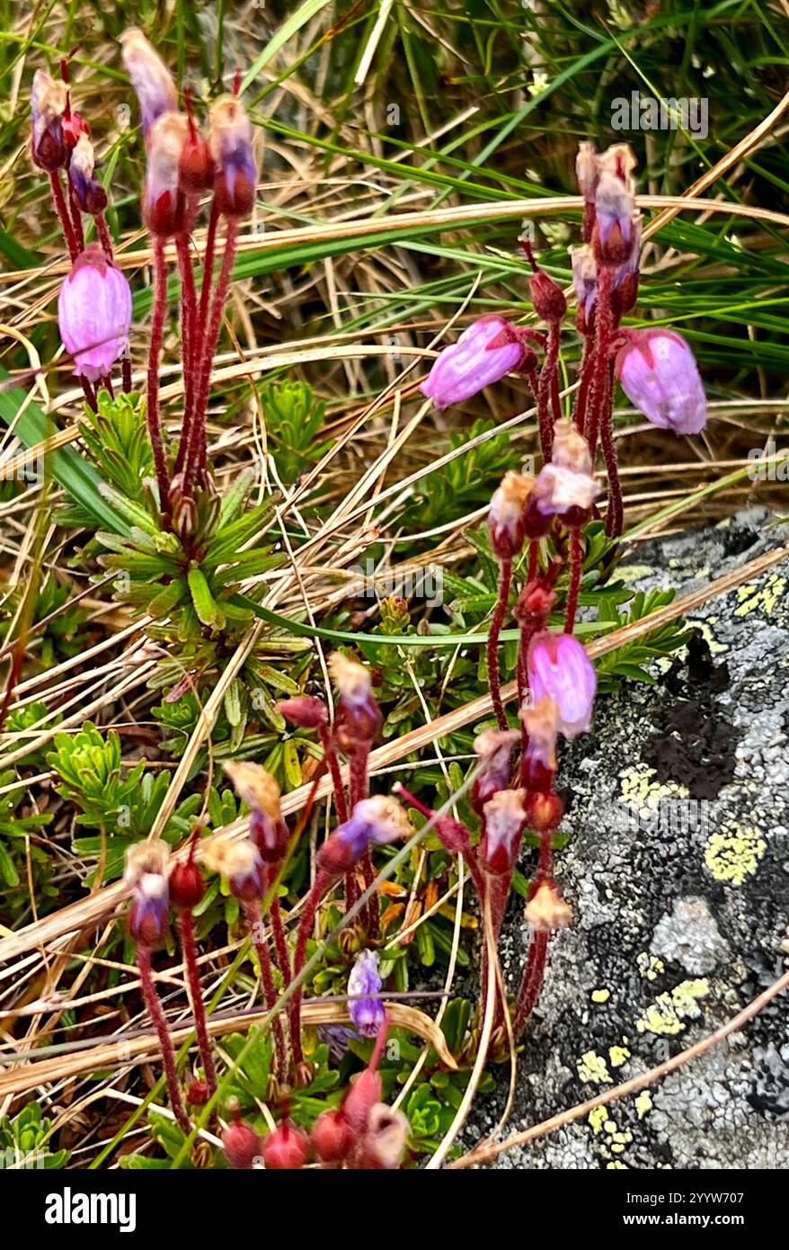Blue Mountain-heath (Phyllodoce caerulea Stock Photo - Alamy
