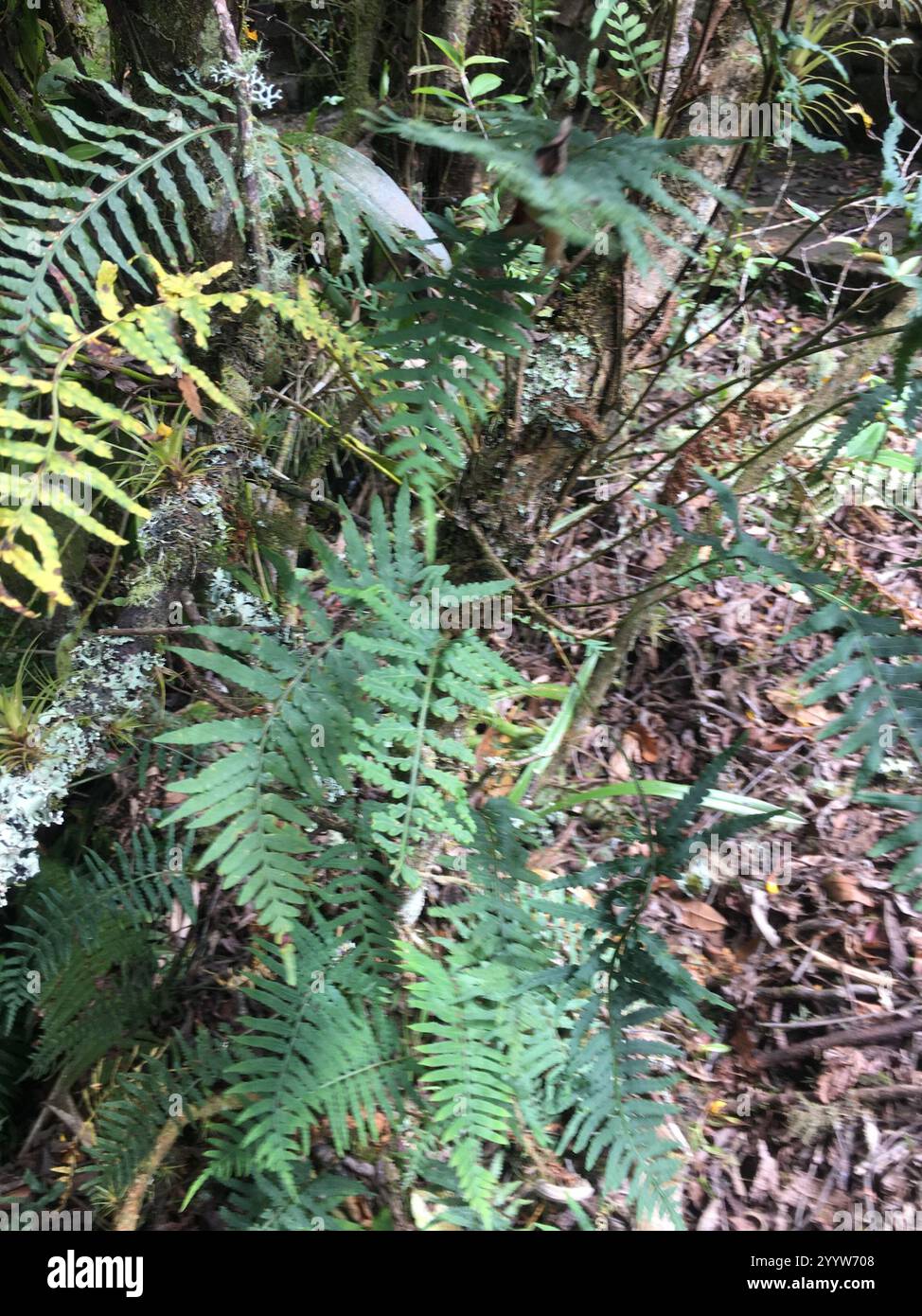 Family of polypodiaceae hi-res stock photography and images - Alamy