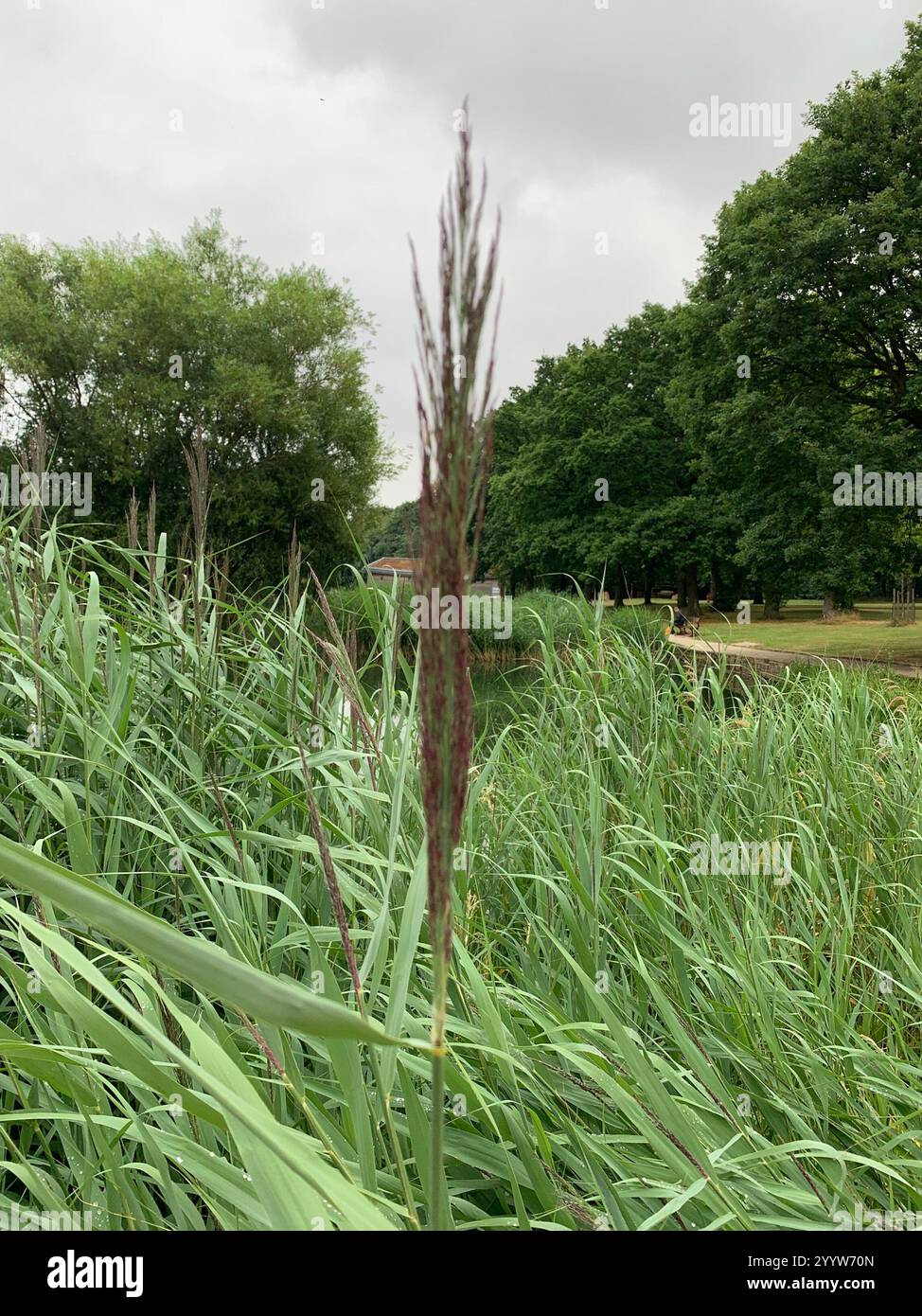 common reed (Phragmites australis Stock Photo - Alamy