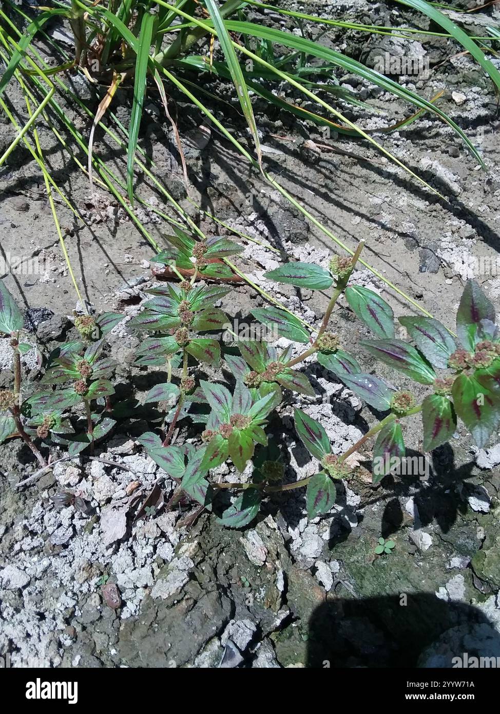 Asthma plant (Euphorbia hirta Stock Photo - Alamy