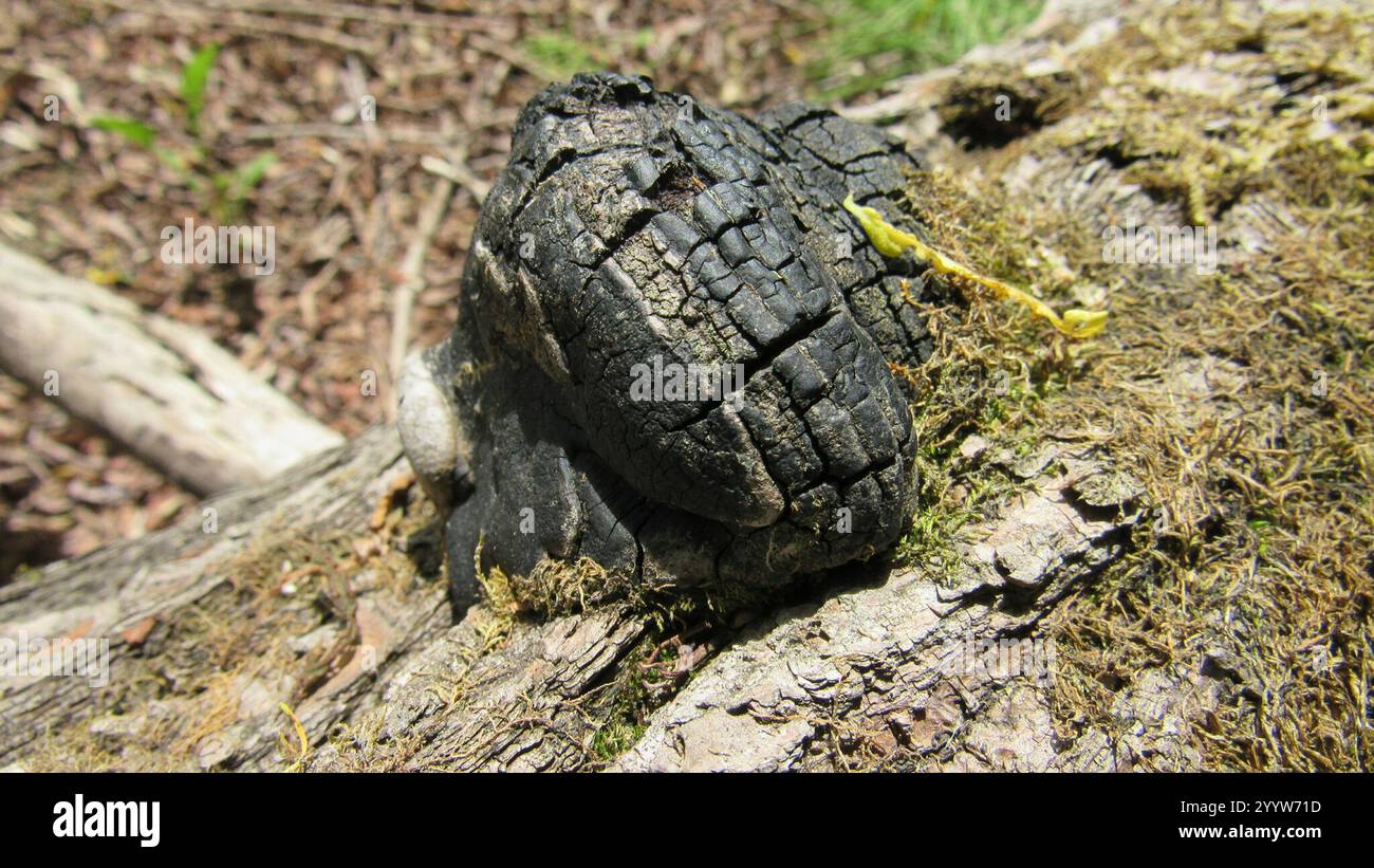 Willow Bracket (Phellinus igniarius Stock Photo - Alamy