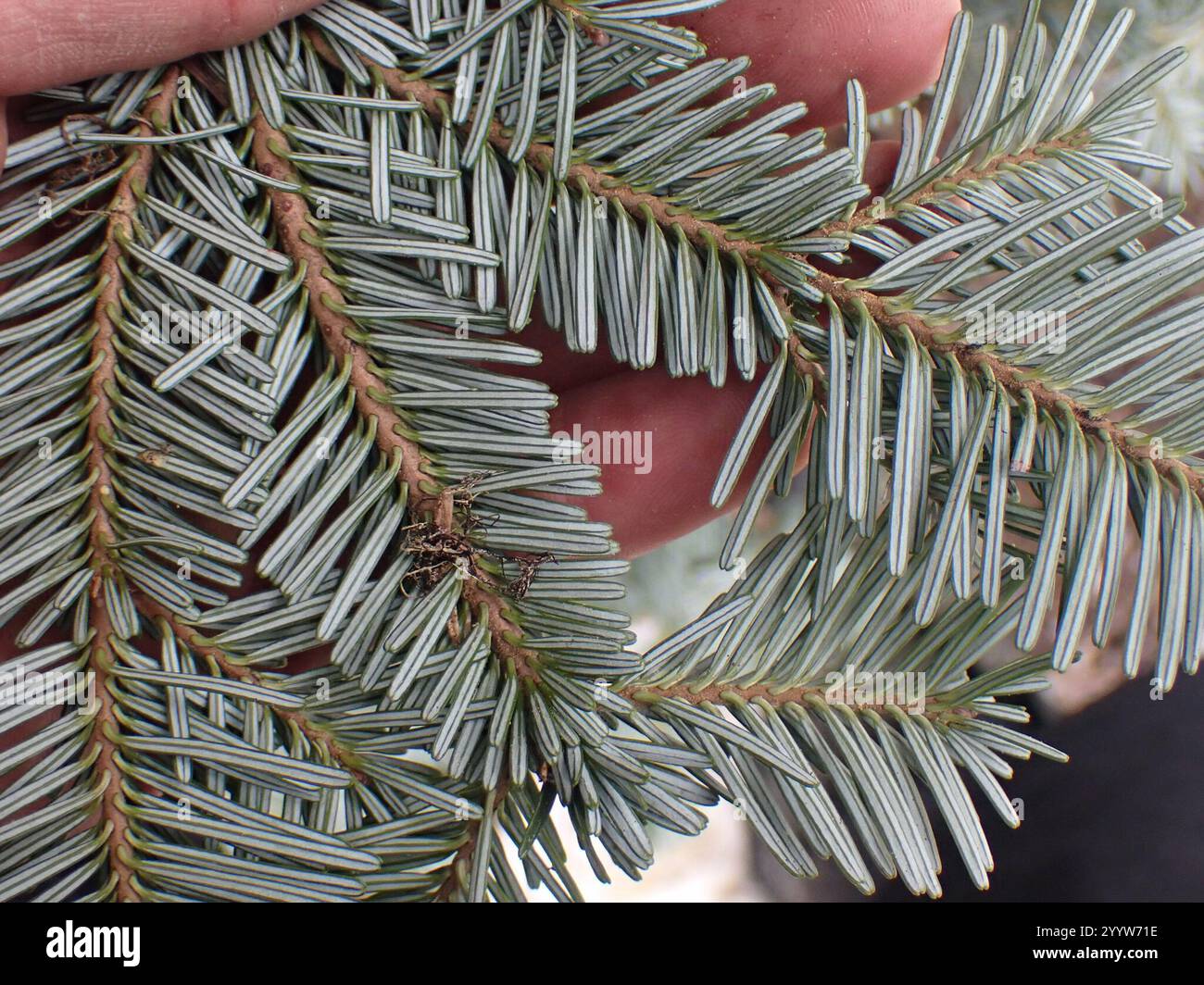 Pacific silver fir (Abies amabilis Stock Photo - Alamy