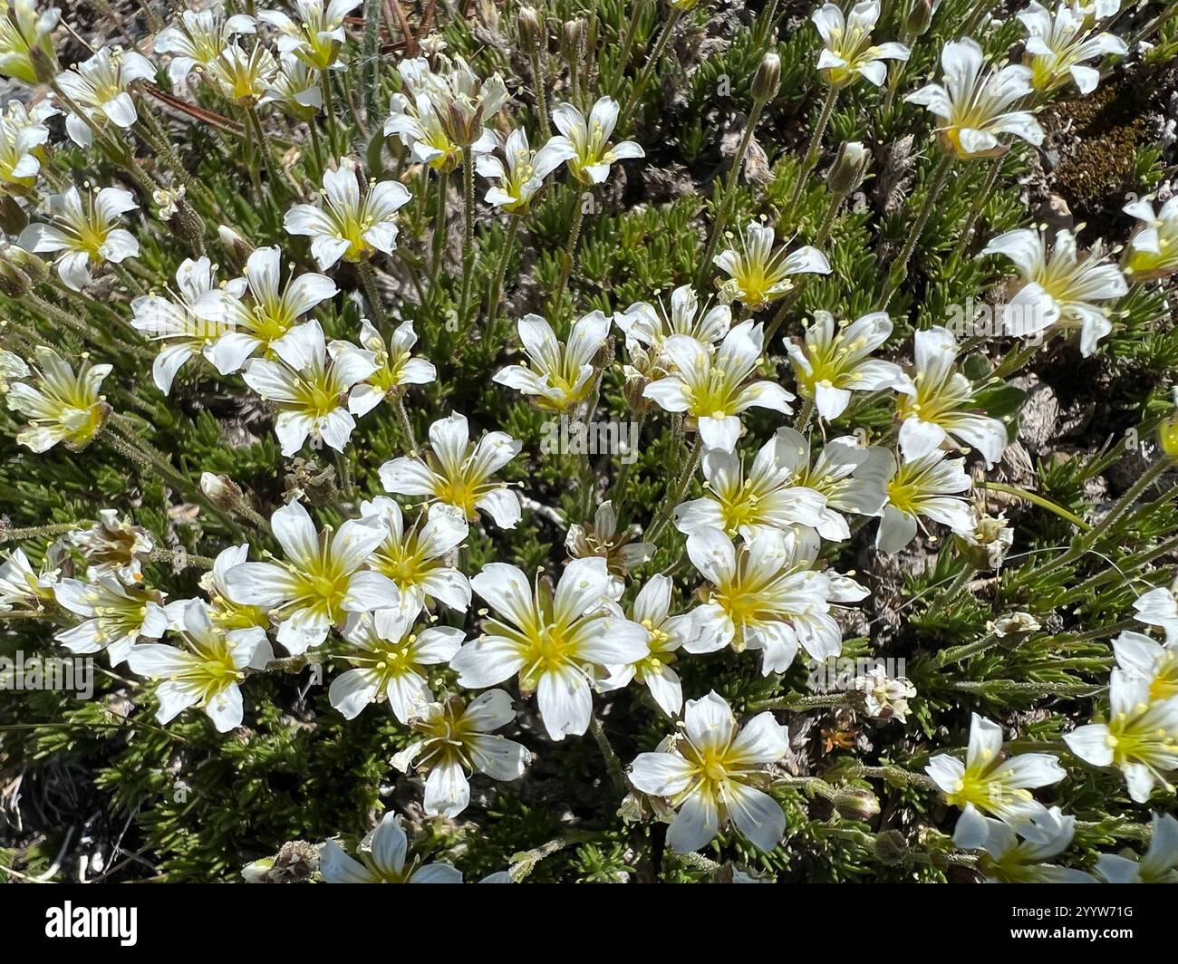 alpine sandwort (Cherleria obtusiloba Stock Photo - Alamy