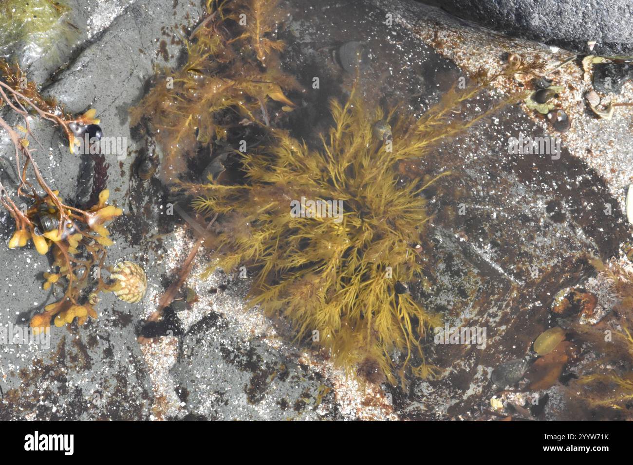 red algae (Rhodophyta Stock Photo - Alamy