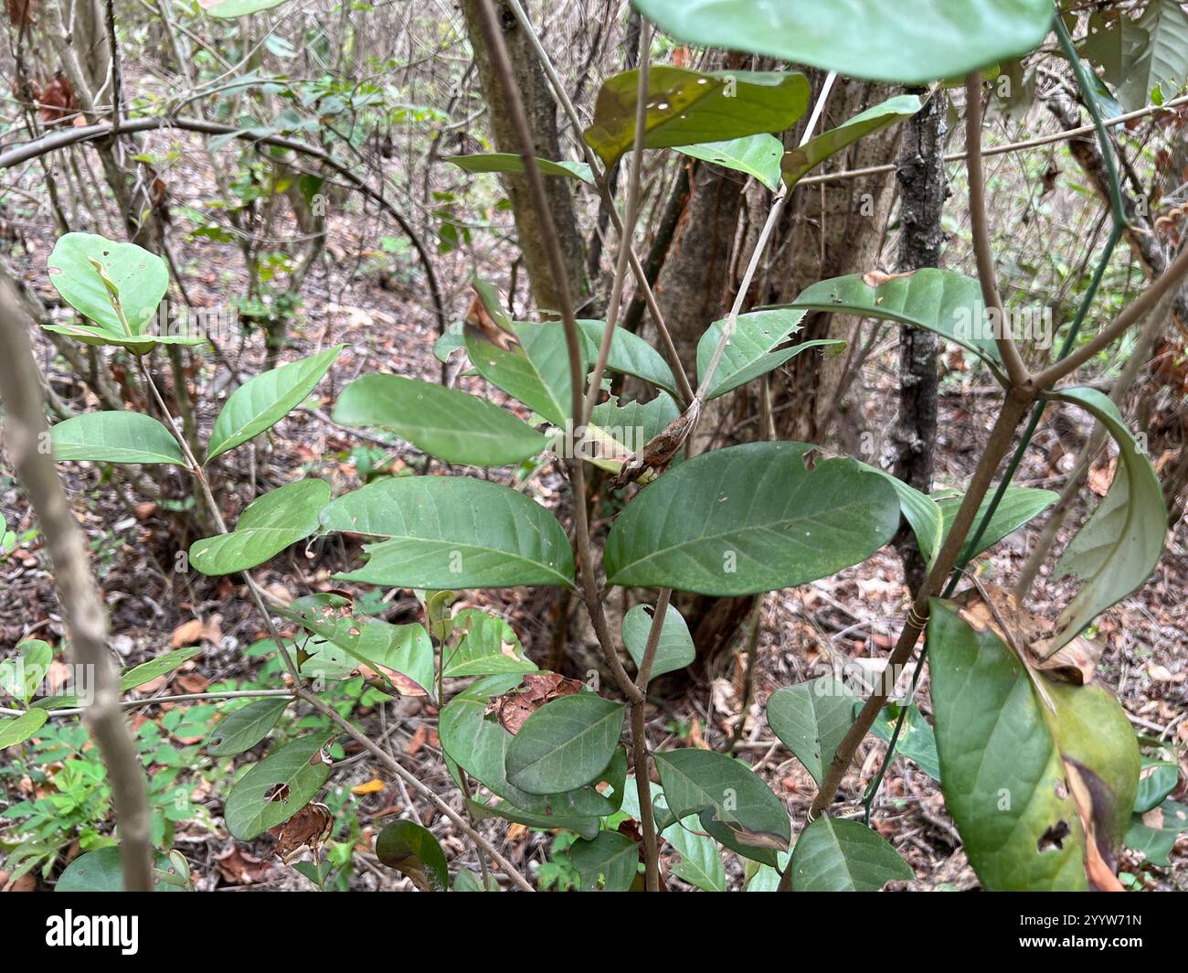 bushwillow family (Combretaceae Stock Photo - Alamy