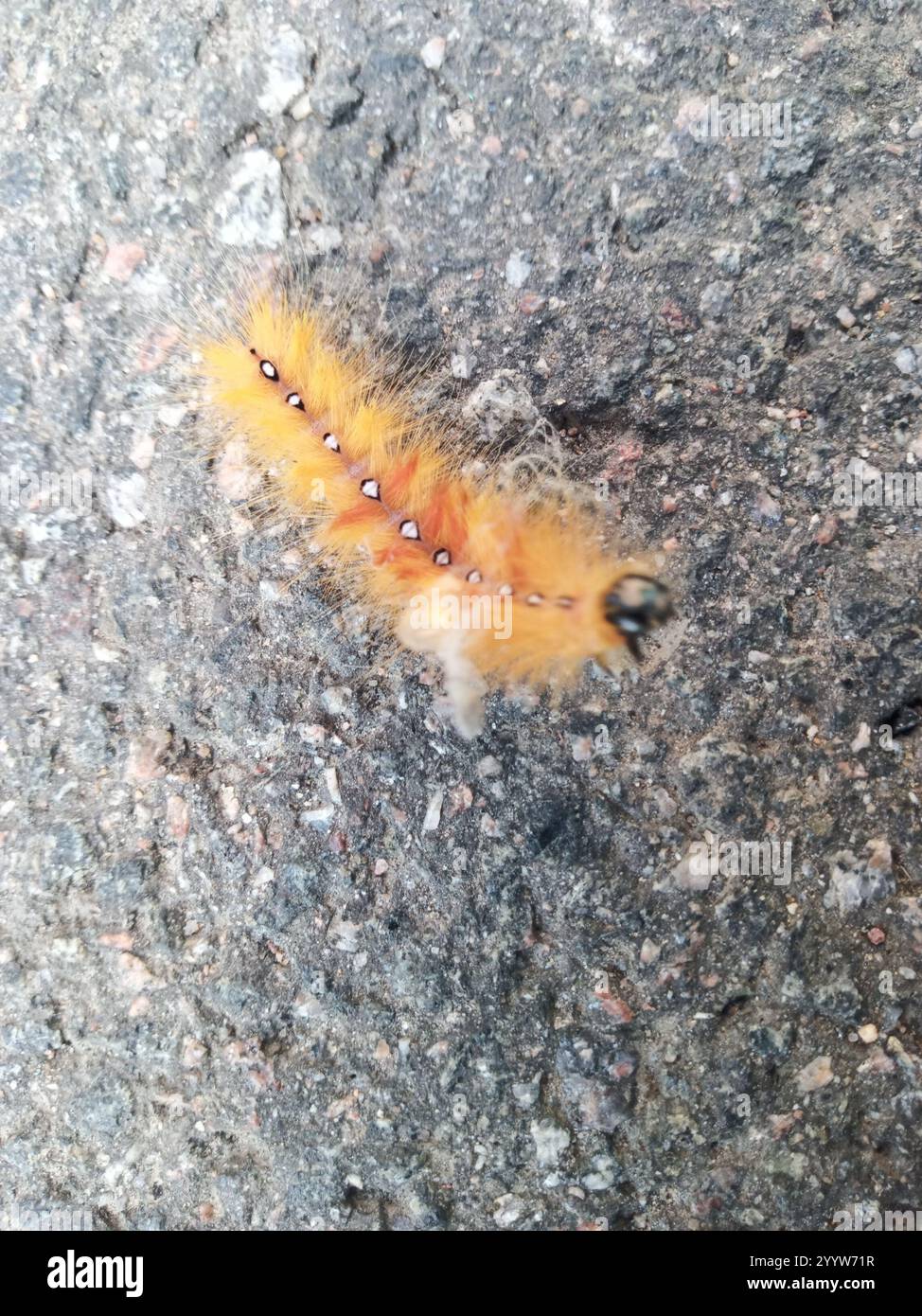 Sycamore Moth (Acronicta aceris Stock Photo - Alamy