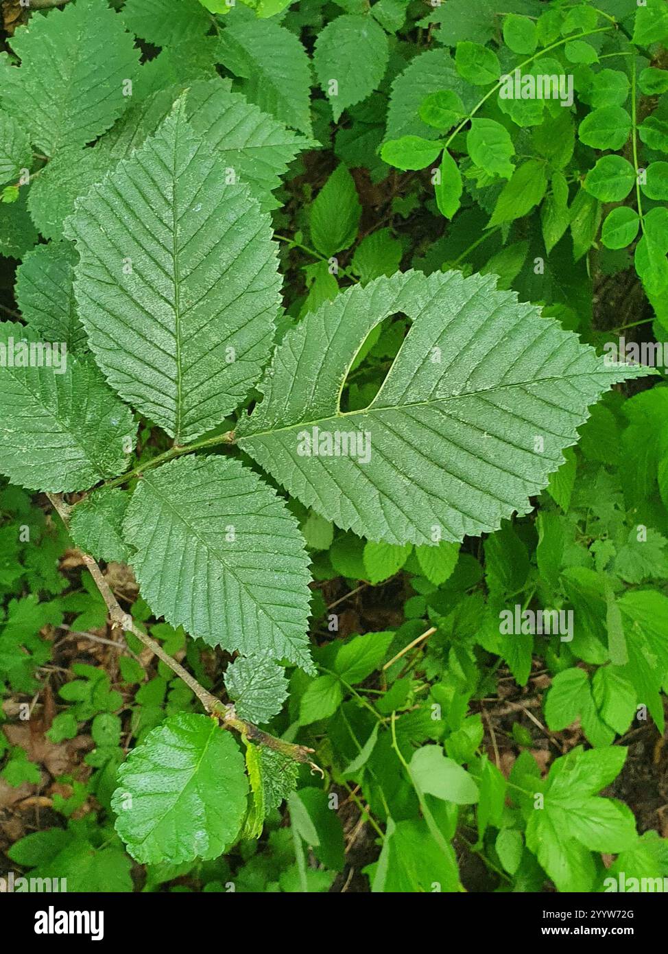 Wych Elm (Ulmus glabra Stock Photo - Alamy