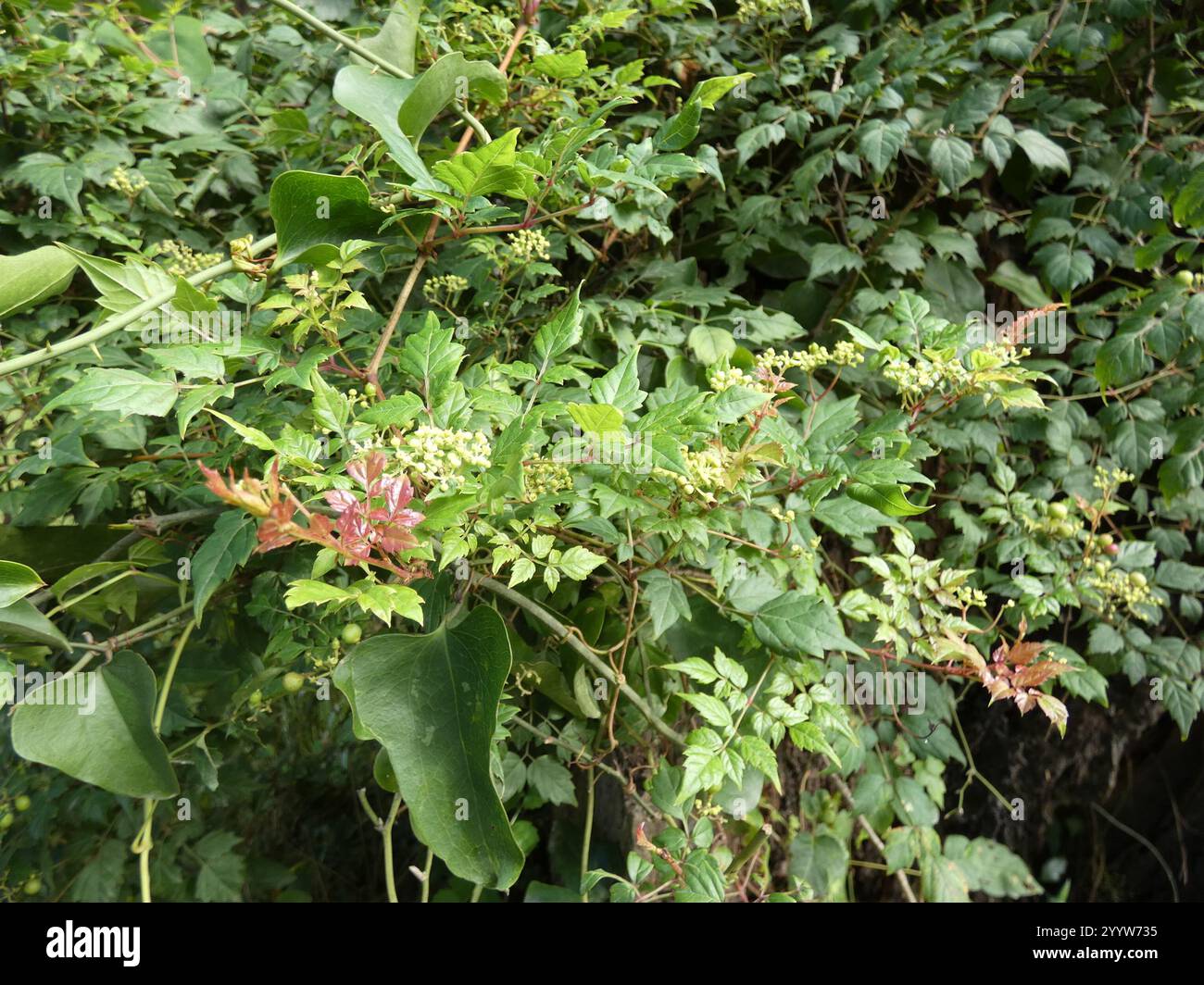 peppervine (Nekemias arborea Stock Photo - Alamy
