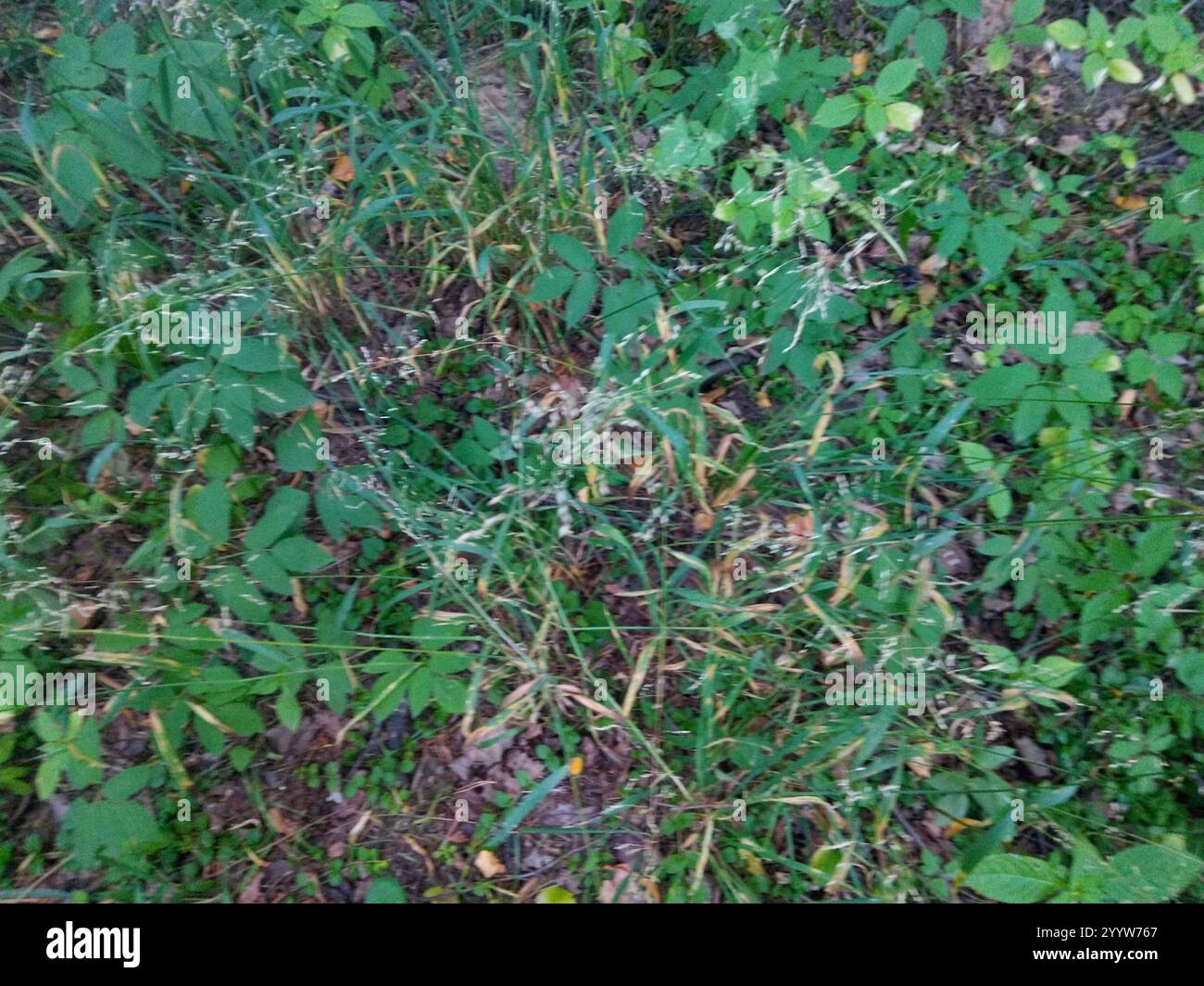Wood Millet (Milium effusum Stock Photo - Alamy