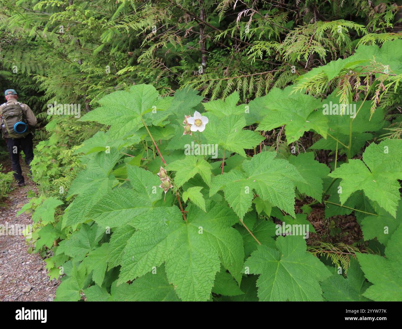 thimbleberry (Rubus parviflorus Stock Photo - Alamy