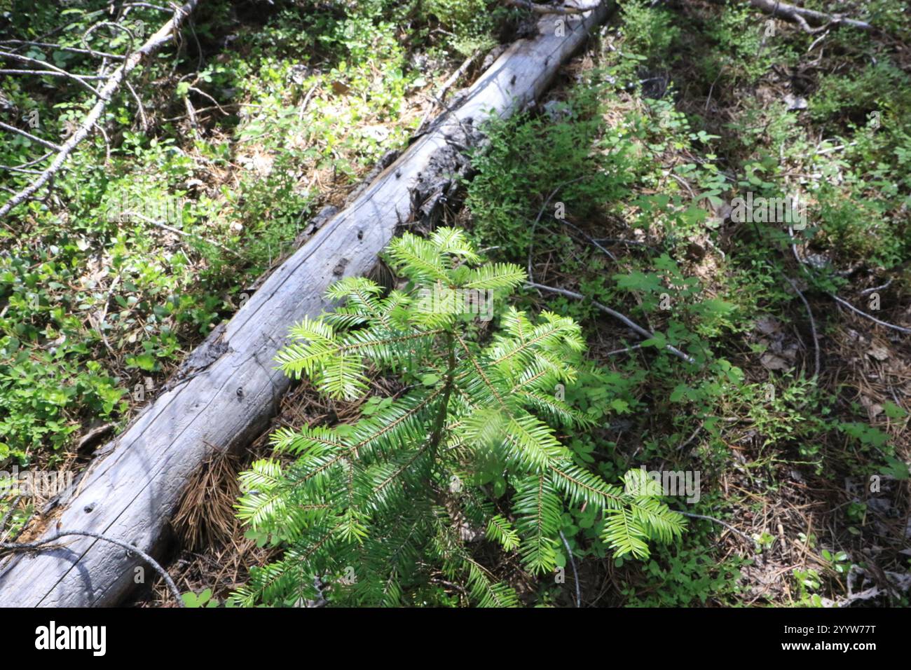 grand fir (Abies grandis Stock Photo - Alamy
