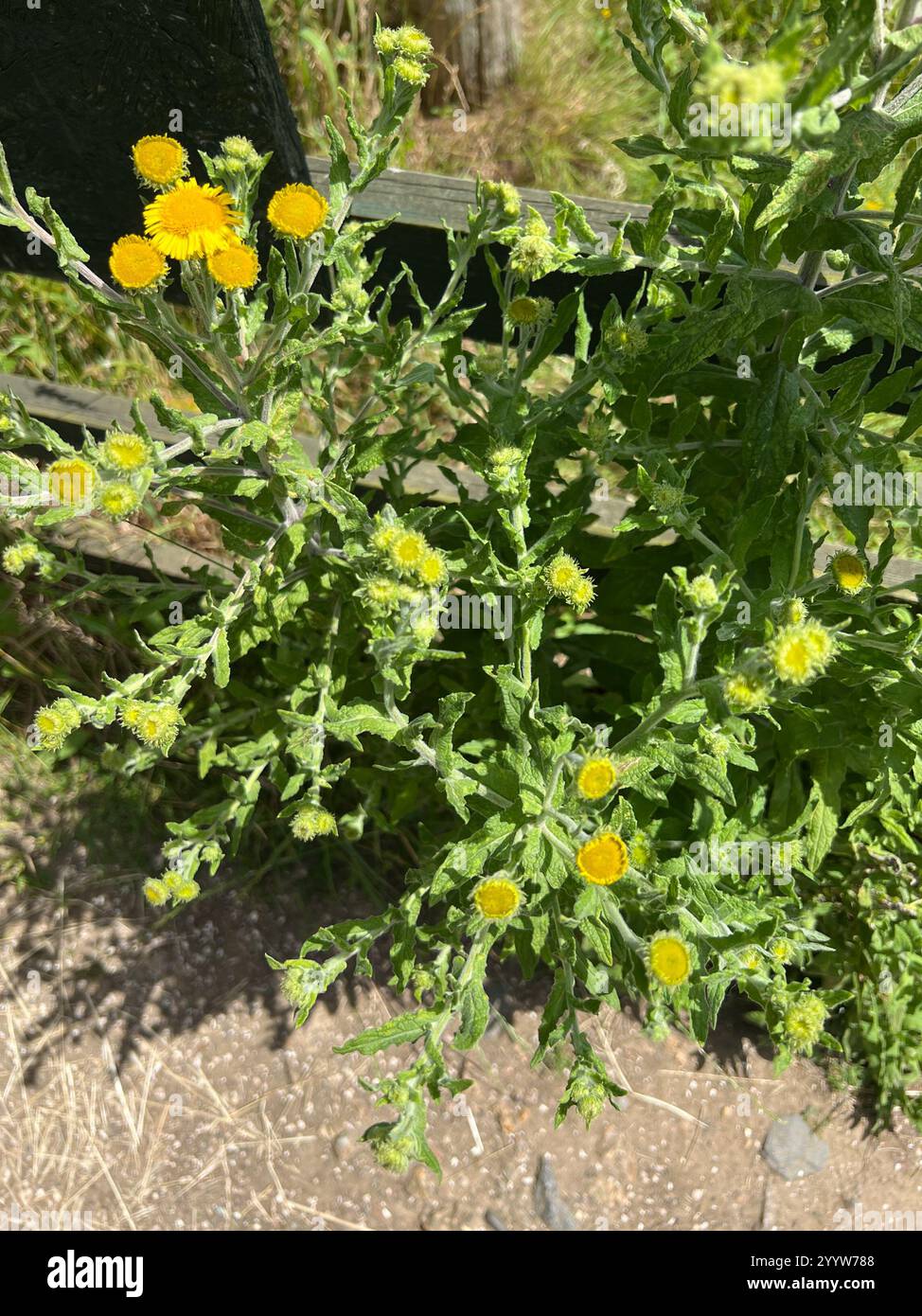 Common Fleabane (Pulicaria dysenterica Stock Photo - Alamy