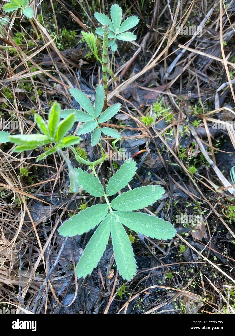marsh cinquefoil (Comarum palustre Stock Photo - Alamy