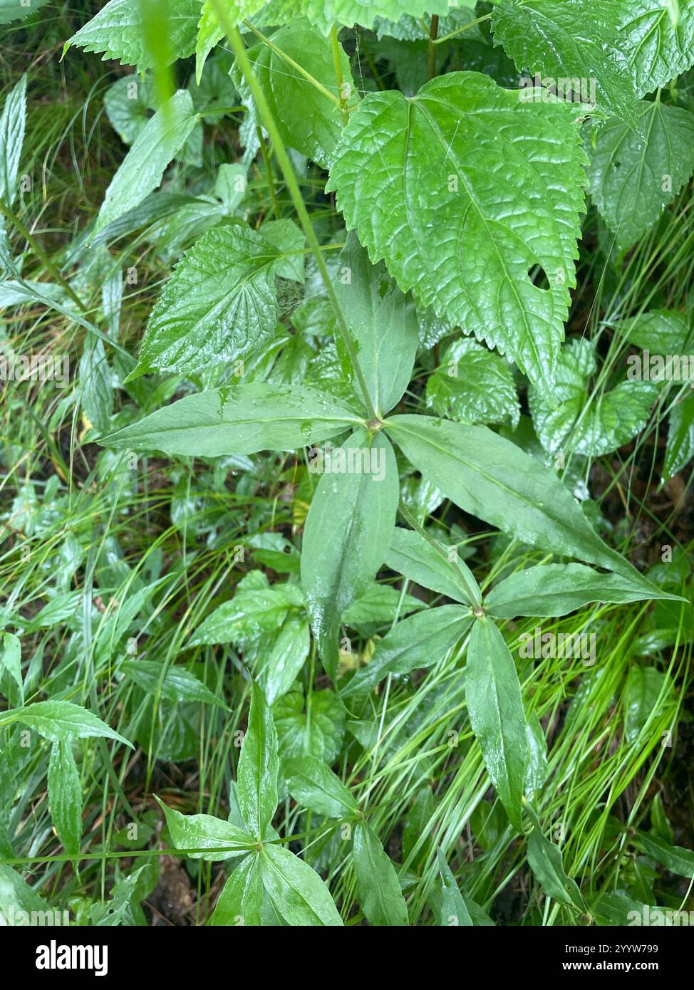 starry campion (Silene stellata Stock Photo - Alamy