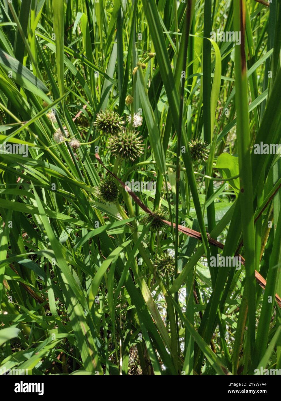 big bur-reed (Sparganium eurycarpum Stock Photo - Alamy