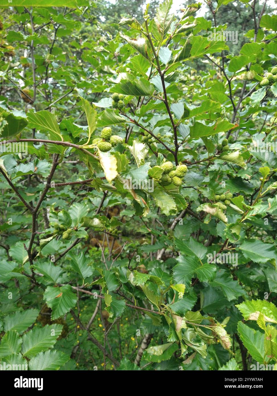 green alder (Alnus alnobetula Stock Photo - Alamy