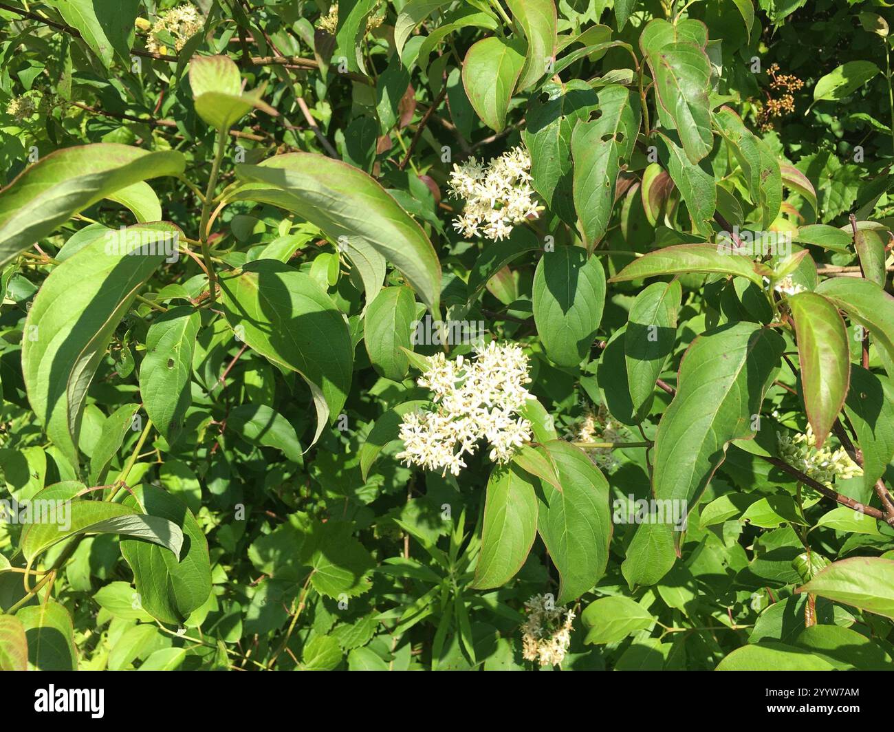 silky dogwood (Cornus amomum Stock Photo - Alamy