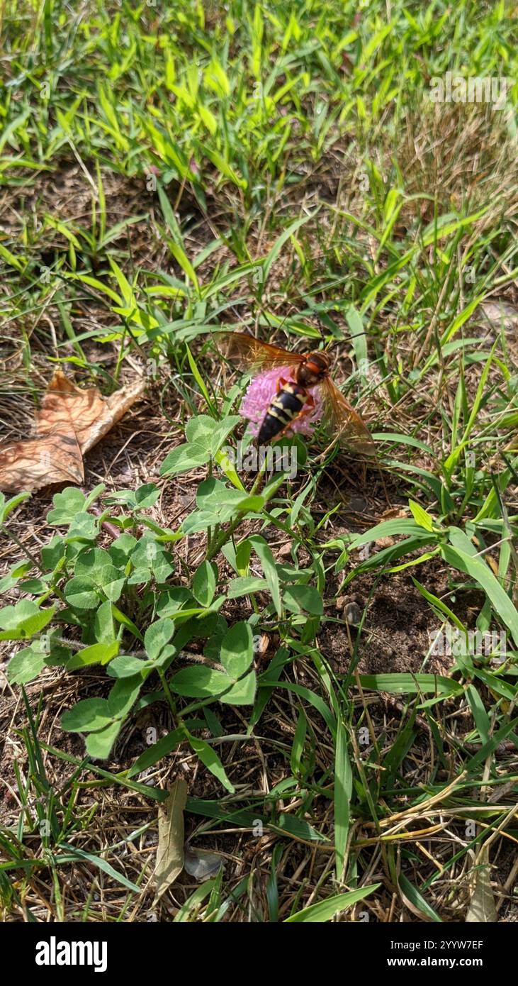 Eastern Cicada-killer Wasp (Sphecius speciosus Stock Photo - Alamy