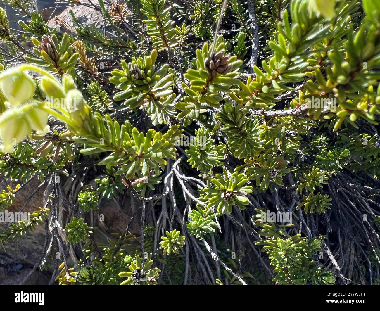 Yellow Mountain-heath (Phyllodoce glanduliflora Stock Photo - Alamy