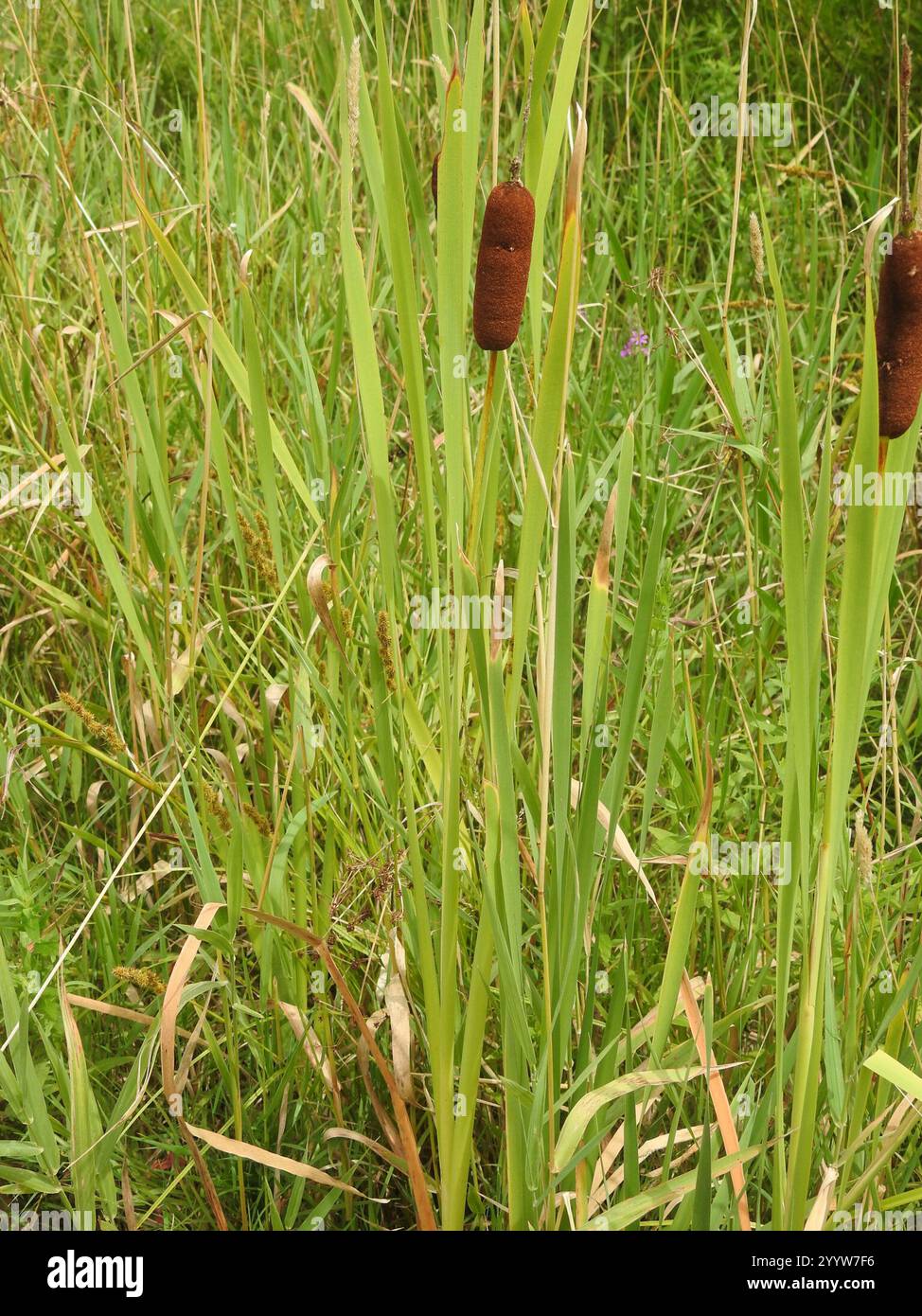 broadleaf cattail (Typha latifolia Stock Photo - Alamy