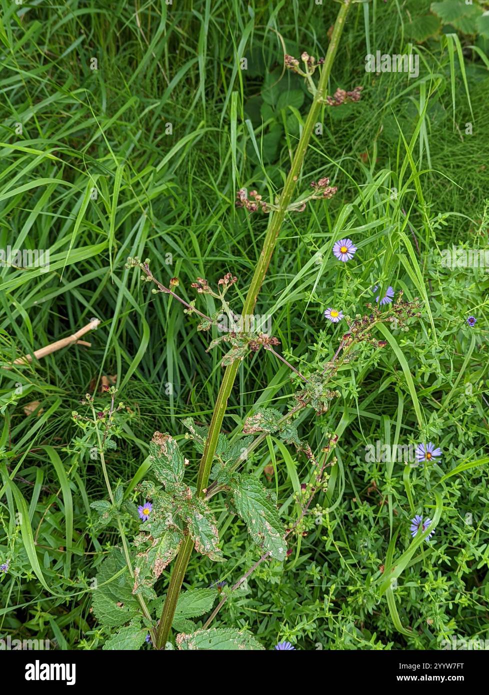 Water Figwort (Scrophularia auriculata Stock Photo - Alamy