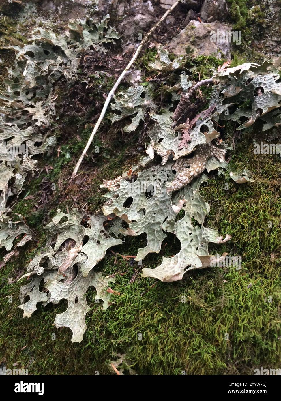Tree Lungwort (Lobaria pulmonaria Stock Photo - Alamy