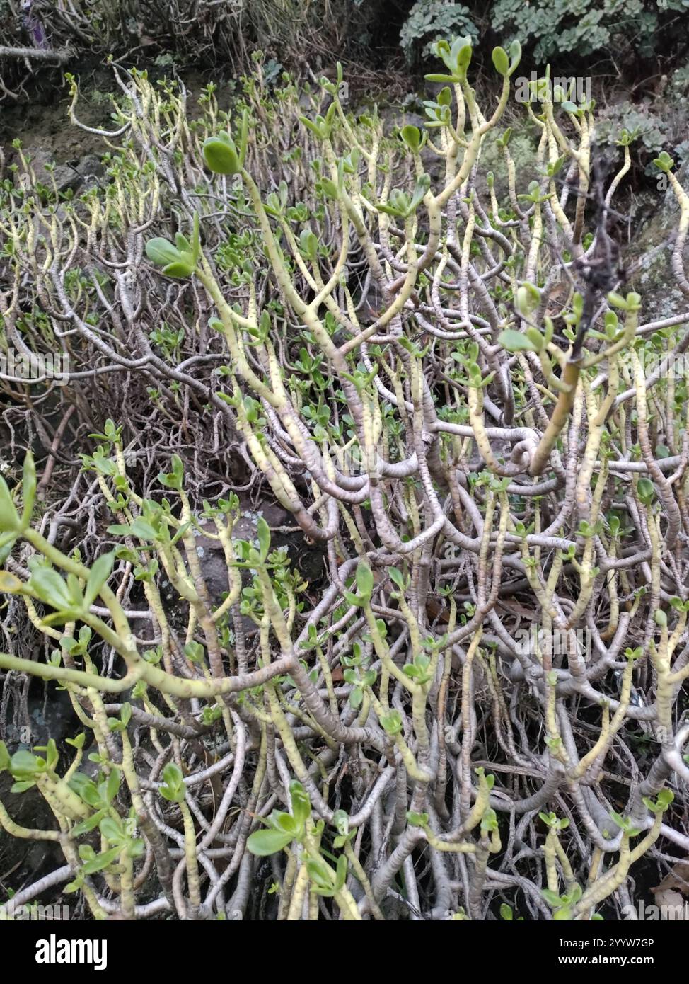 green cockscomb (Sedum praealtum Stock Photo - Alamy