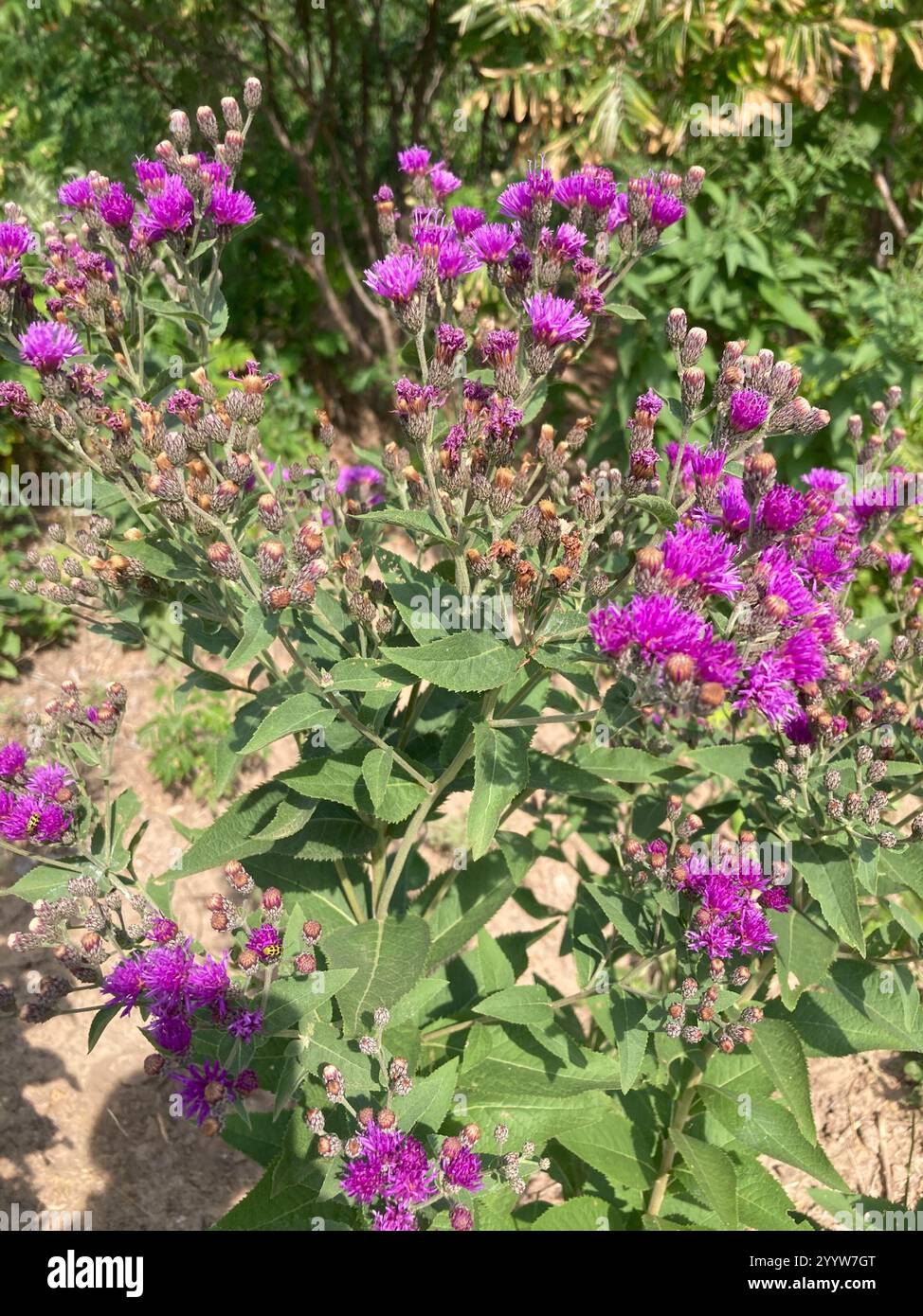 Western Ironweed (Vernonia baldwinii Stock Photo - Alamy