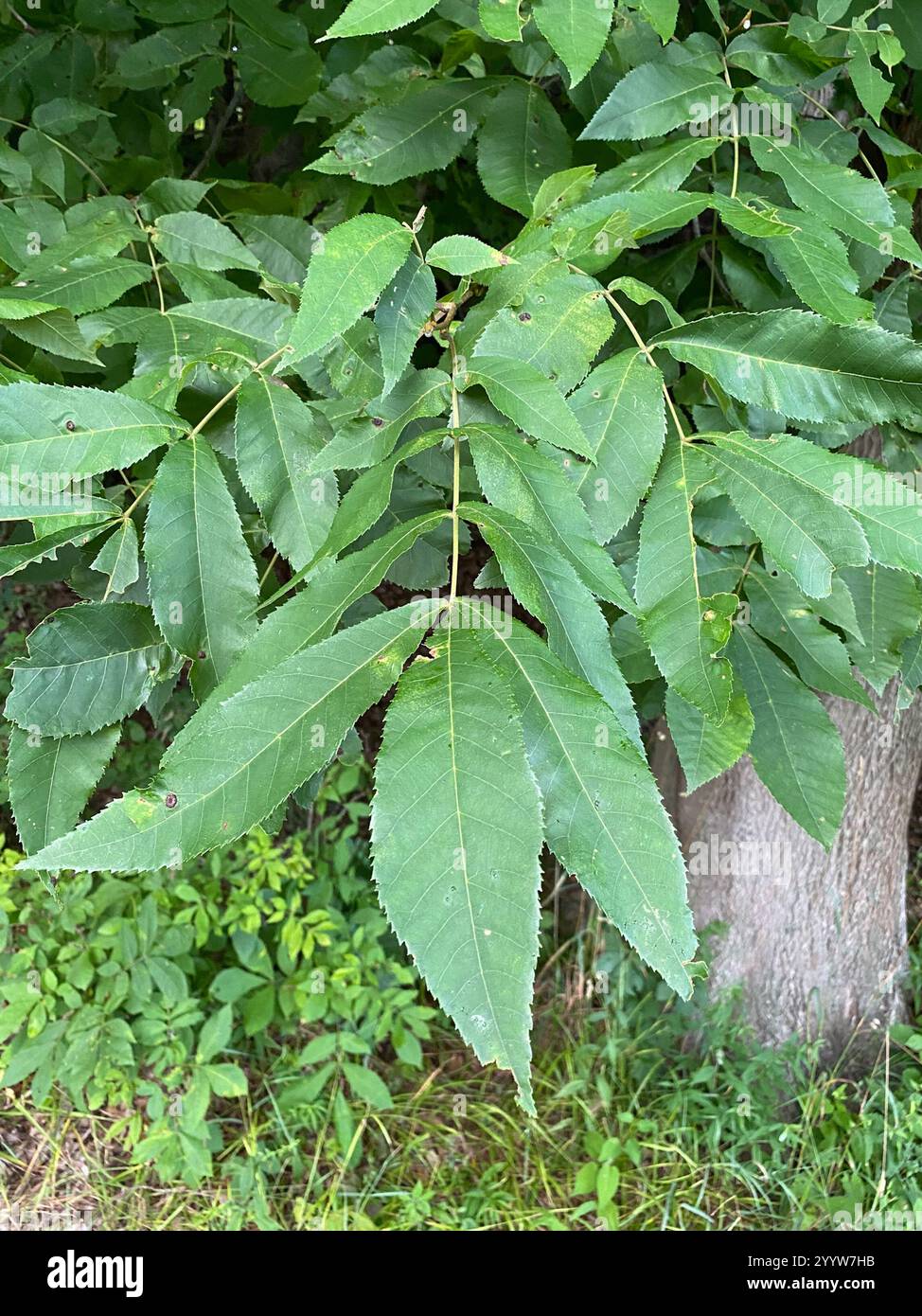 bitternut hickory (Carya cordiformis Stock Photo - Alamy