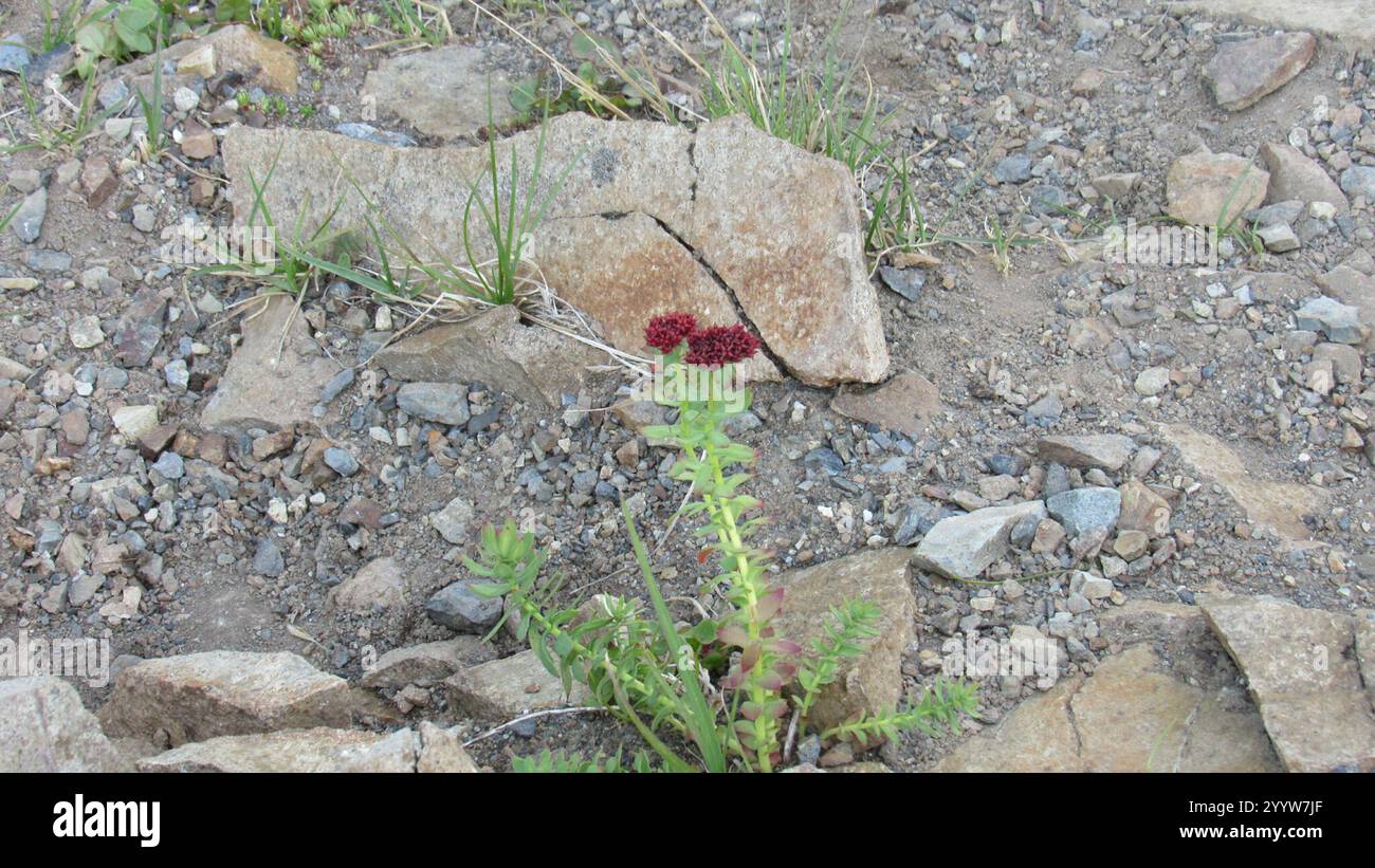 western roseroot (Rhodiola integrifolia Stock Photo - Alamy