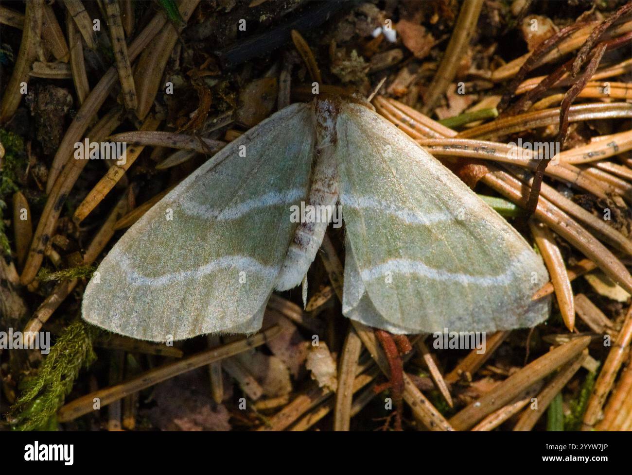 Barred Red (Hylaea fasciaria Stock Photo - Alamy