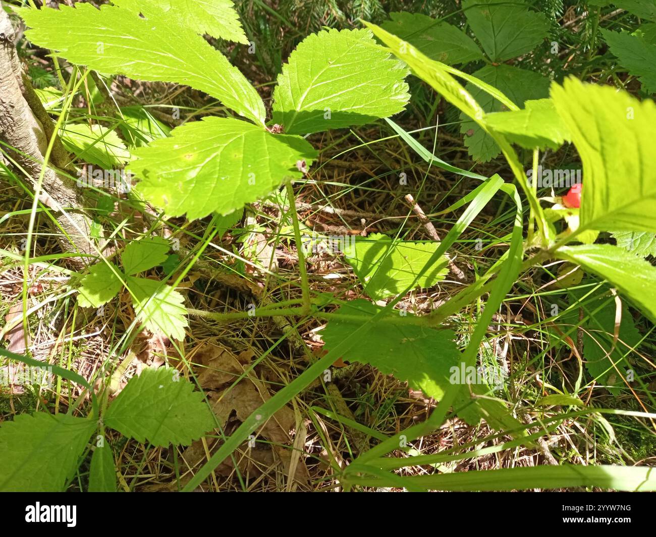 Stone Bramble (Rubus saxatilis Stock Photo - Alamy