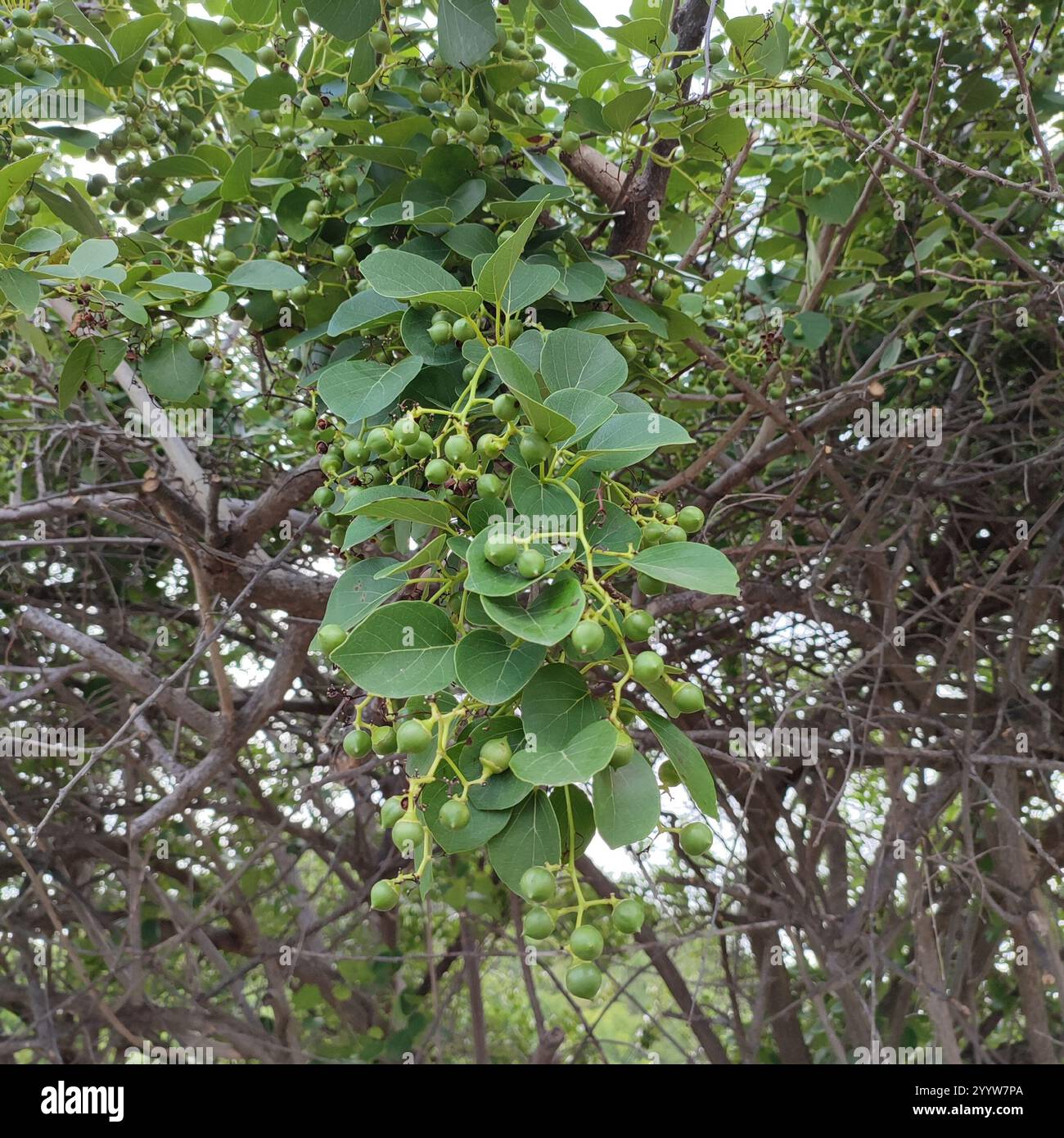 Clammy Cherry (Cordia dichotoma Stock Photo - Alamy