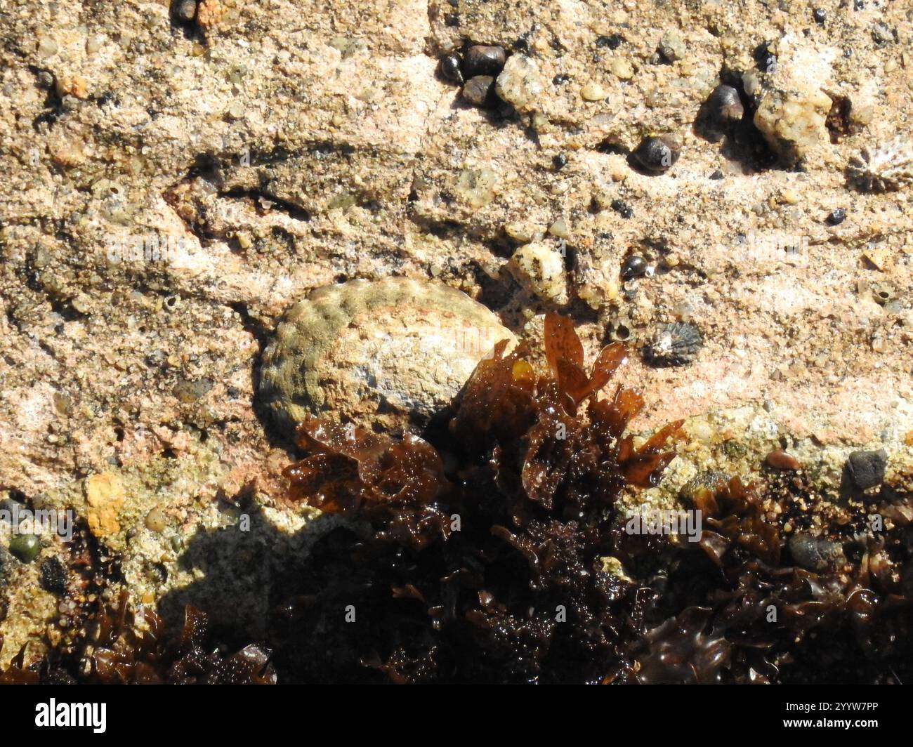 Owl Limpet (Lottia gigantea Stock Photo - Alamy