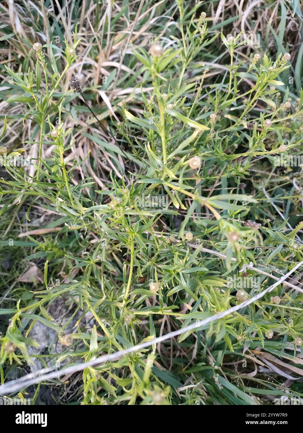 African Pepperwort (Lepidium africanum Stock Photo - Alamy