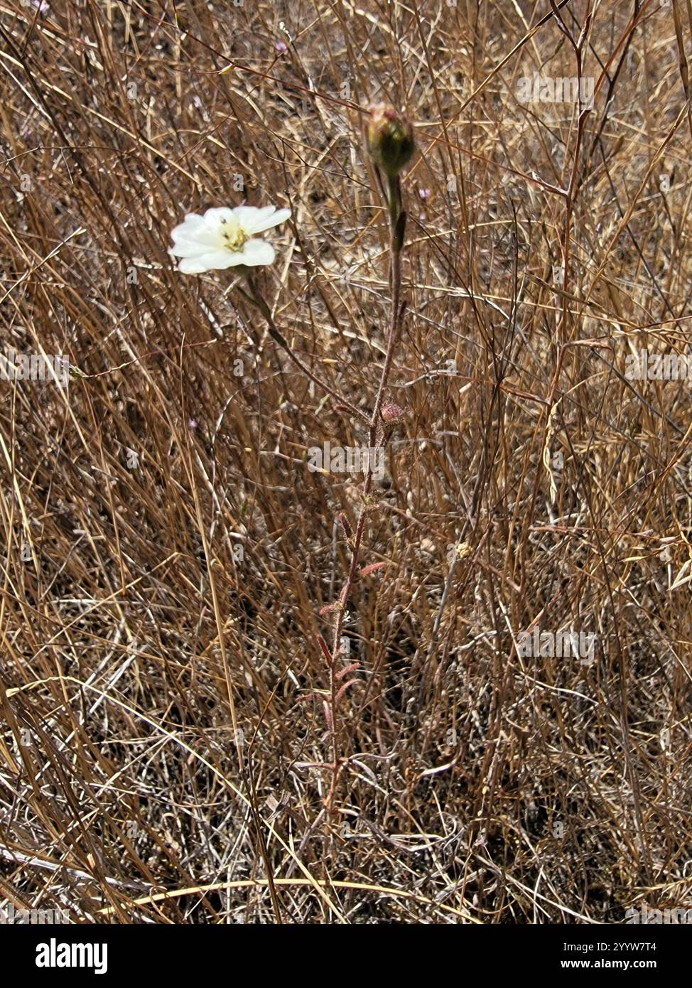 Hayfield Tarweed (Hemizonia congesta Stock Photo - Alamy