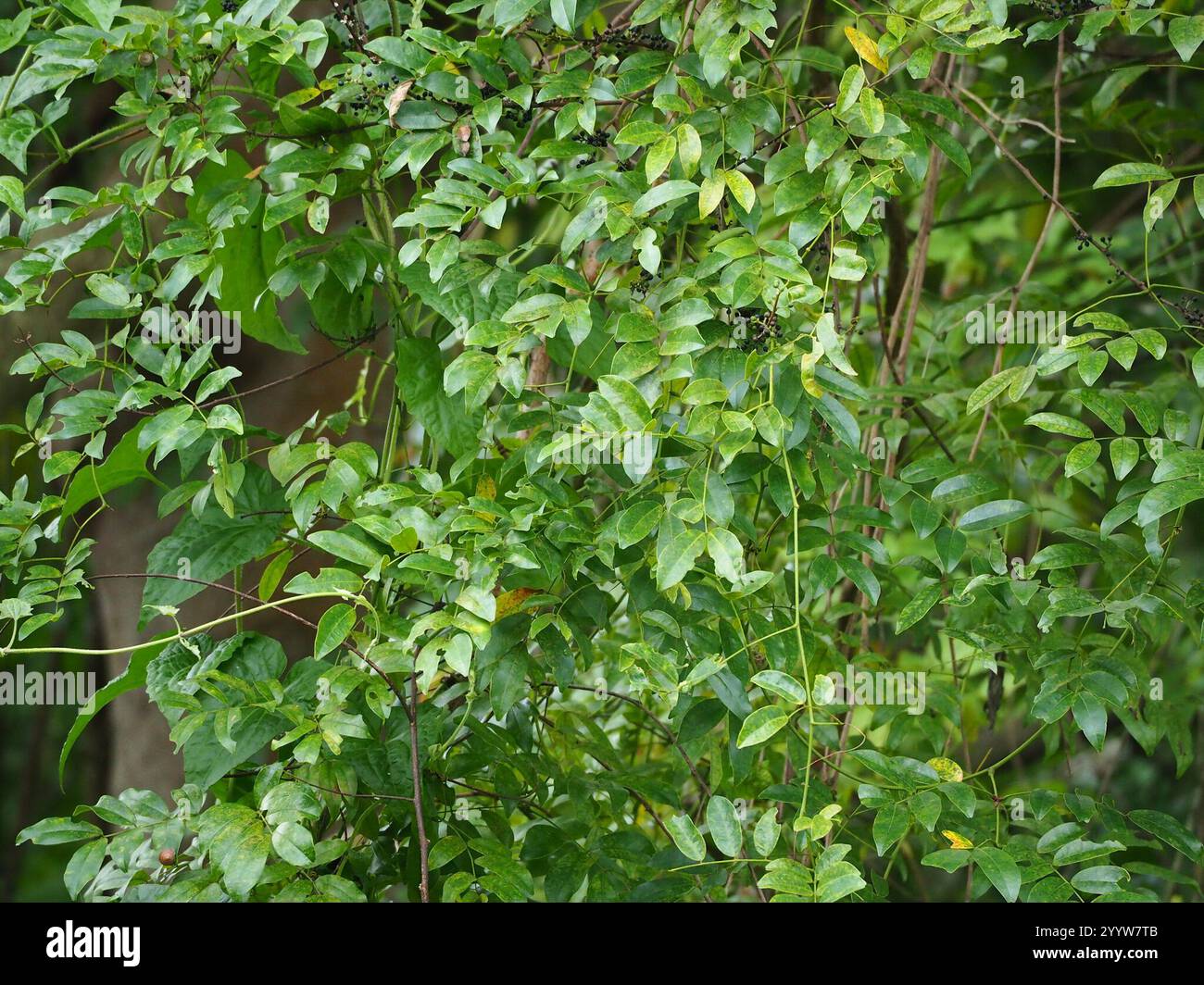Evergreen Wisteria (Wisteriopsis reticulata Stock Photo - Alamy