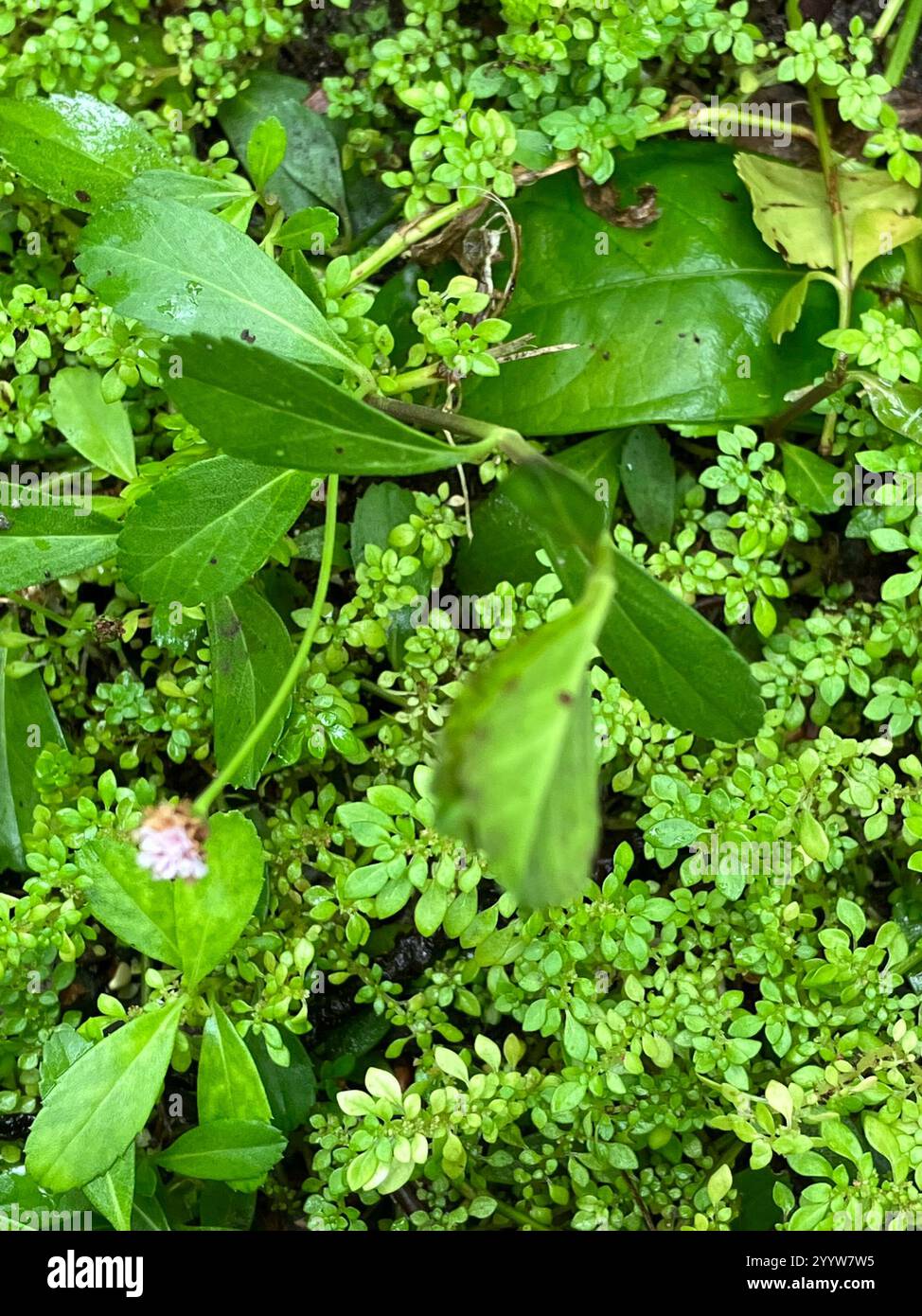 turkey tangle frogfruit (Phyla nodiflora Stock Photo - Alamy