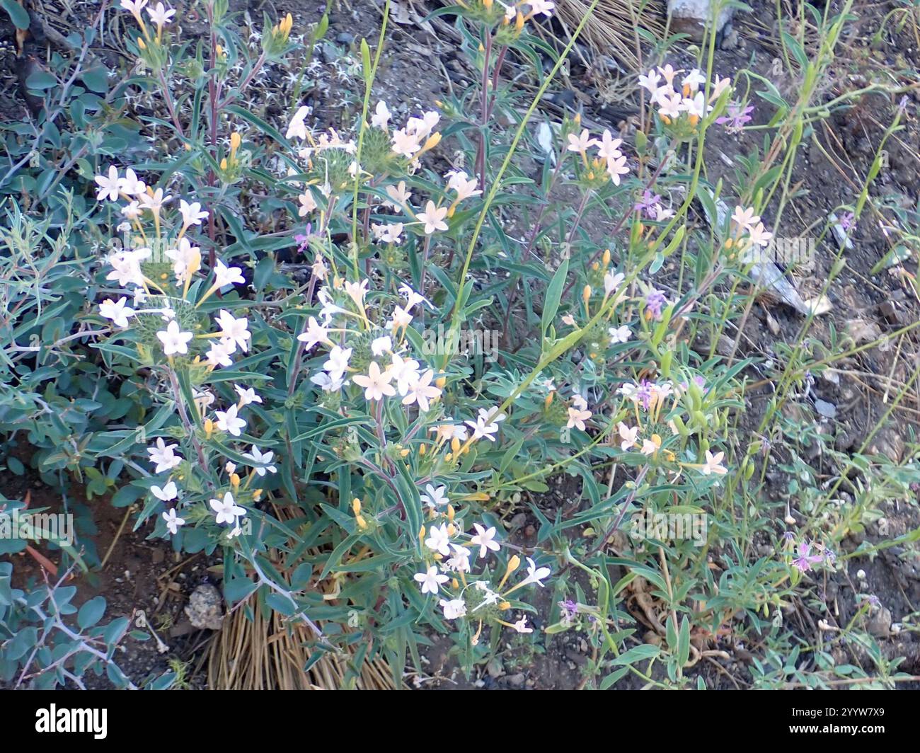 grand collomia (Collomia grandiflora Stock Photo - Alamy
