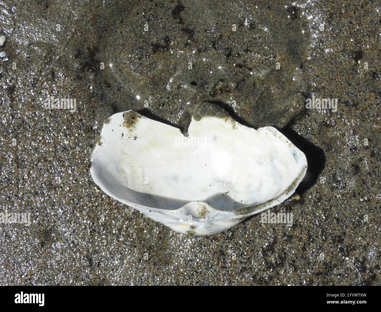 Trough shells hi-res stock photography and images - Alamy