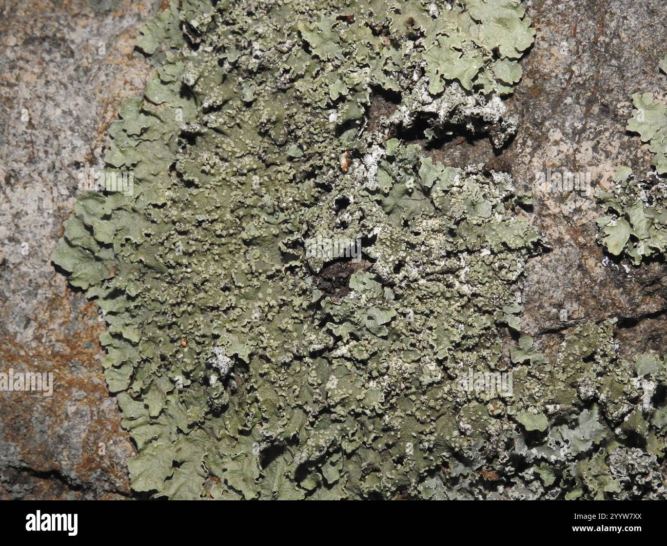rock greenshield lichen (Flavoparmelia baltimorensis Stock Photo - Alamy
